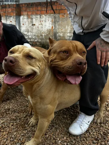 "cachorros pit monster" - Cachorros no Brasil