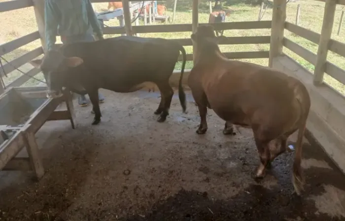 "mini vaca" - Animais para agropecuária no Brasil