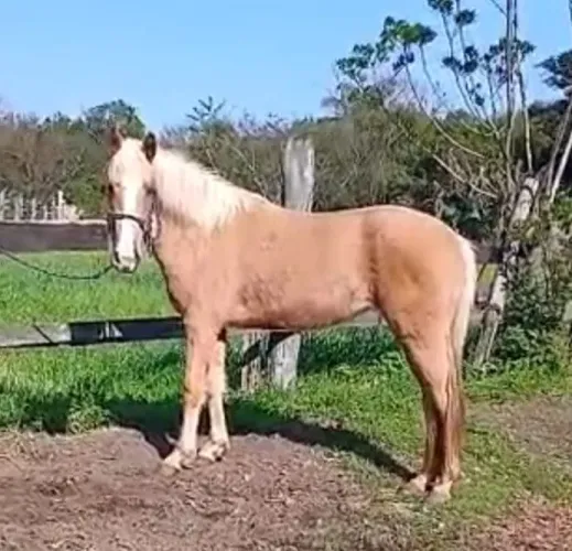 Cavalos em Porto Alegre e região, RS