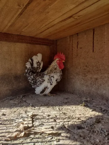 "mini garnizes" no Brasil