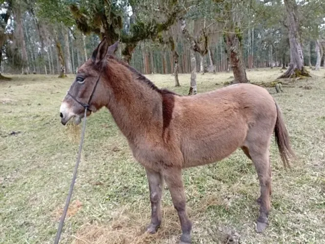 "uma mula" no Brasil