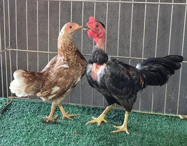 "mini garnizes" no Brasil