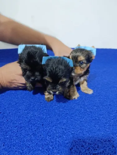 "filhotes de yorkshire puros" - Cachorros no Brasil