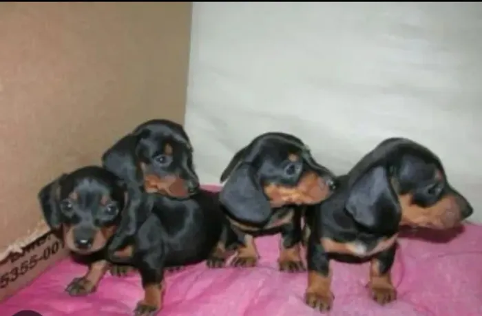 "cachorro cofap" - Cachorros no Brasil