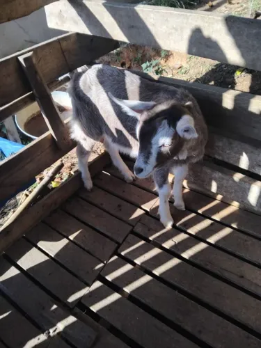 "bode filhote" no Brasil