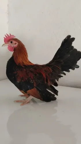 "mini garnizes" no Brasil