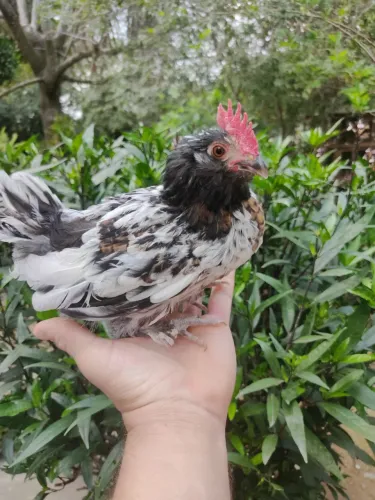 "mini garnizes" no Brasil