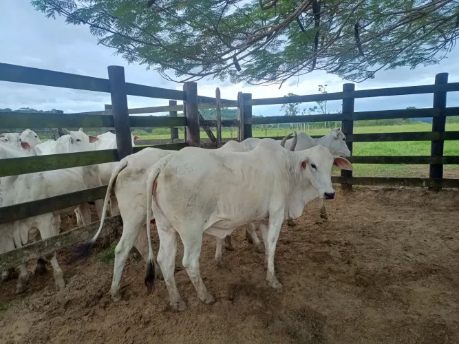 "vaca nelore" - Animais para agropecuária no Brasil