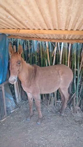 "uma mula" no Brasil