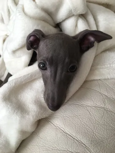 "filhote galgo" - Cachorros no Brasil