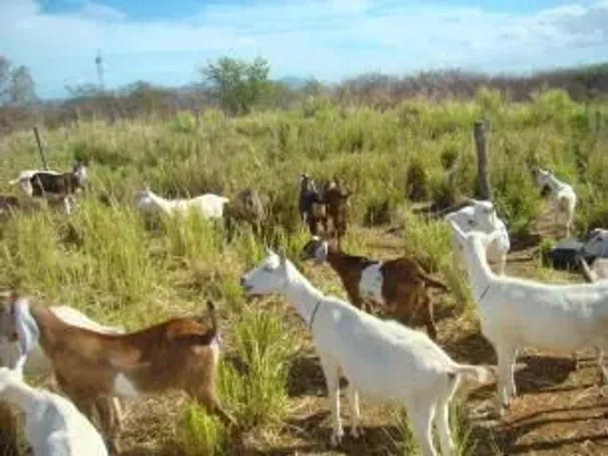 "cabras e cabritos" no Brasil