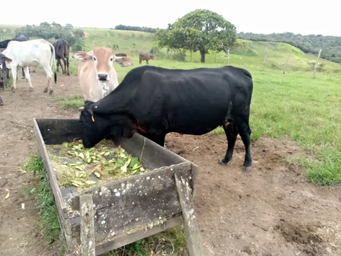 "mini vaca" - Animais para agropecuária no Brasil