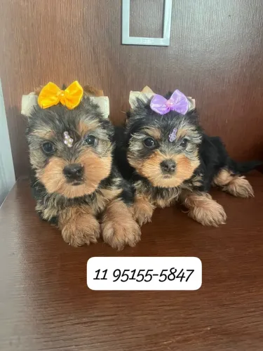 "filhote yorkshire mini" - Cachorros no Brasil