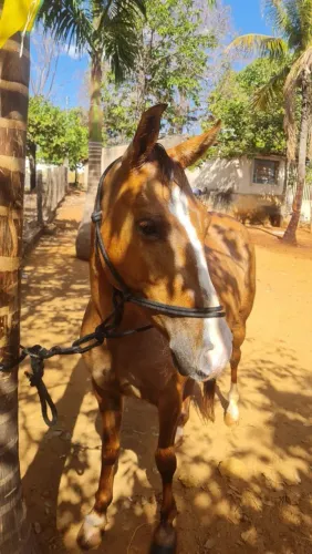 Cavalos em Goiânia, Anápolis e região, GO
