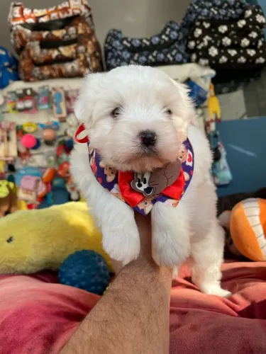 "filhotes de cachorro maltes" - Cachorros no Brasil