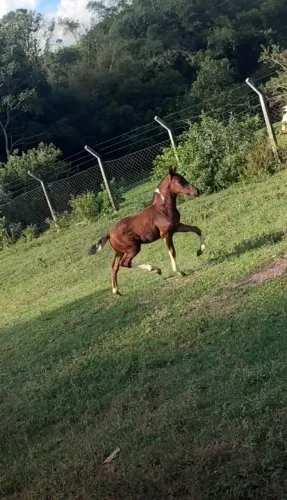 Cavalos na Grande Campinas e região, SP