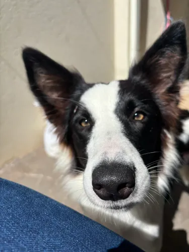 "border collie" - Cachorros no Brasil
