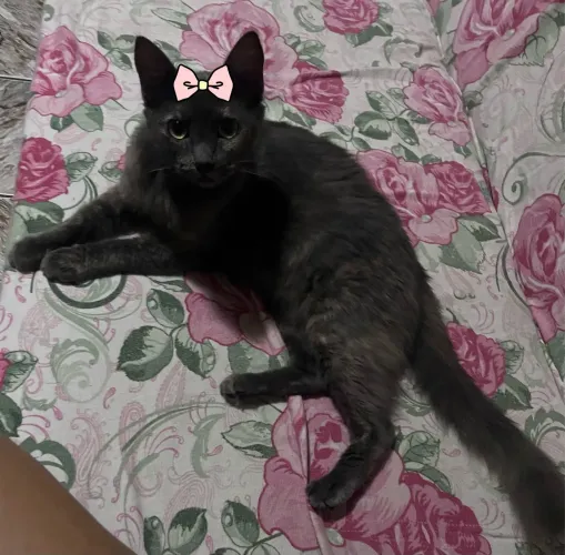 Gatos no Brasil