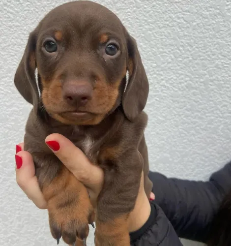 "cofap arlequim" no Brasil