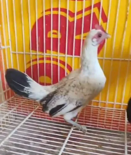 "mini garnizes" no Brasil