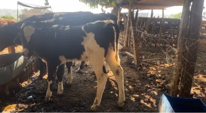 "bezerros ou bezerras" - Animais para agropecuária no Brasil