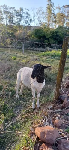 "carneiros e ovelhas" no Brasil
