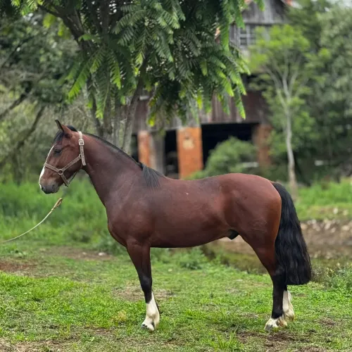 Cavalos em Curitiba e região, PR