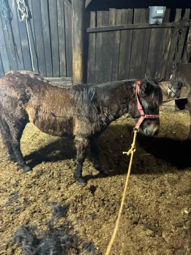 Cavalos no Rio Grande do Sul