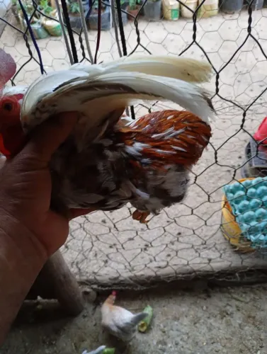 "mini garnizes" no Brasil