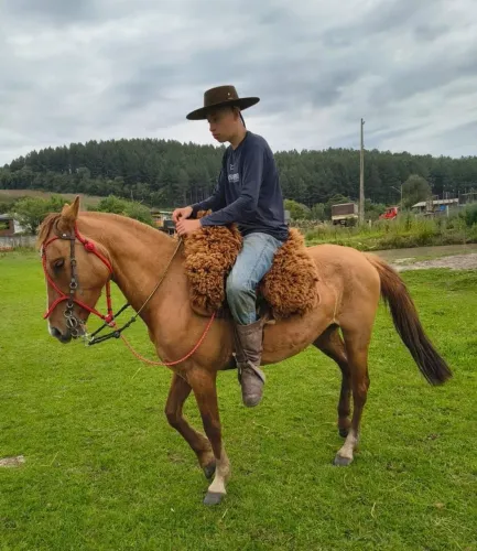 Cavalos em Curitiba e região, PR