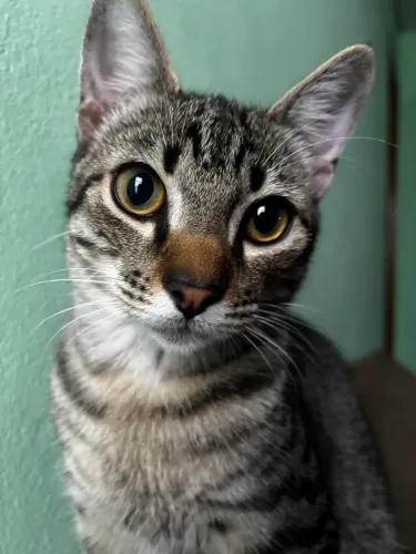 Gatos no Brasil