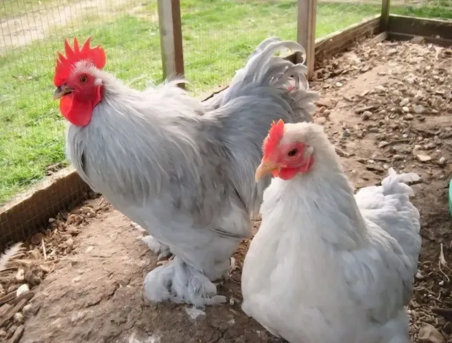 "mini garnizes" no Brasil