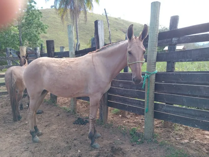 "uma mula" no Brasil