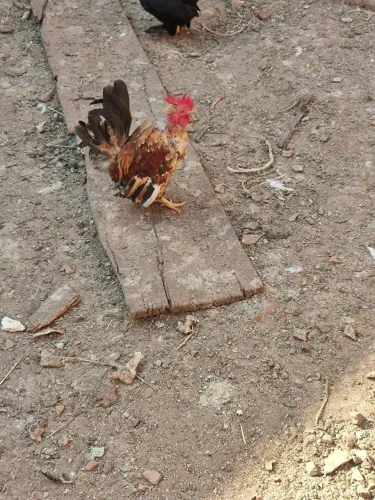 "galinha galize" no Brasil