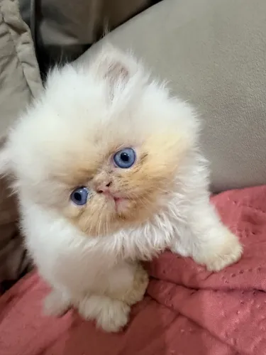 Gatos no Rio de Janeiro e região, RJ