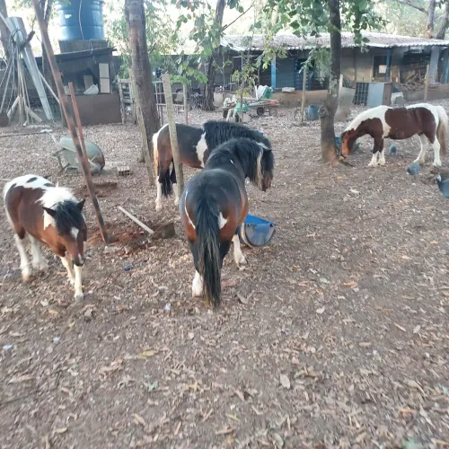 "mini ponei" no Brasil