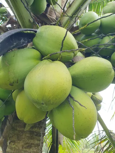 "coco verde" no Brasil