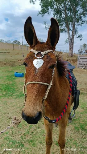 "burro mula" no Brasil