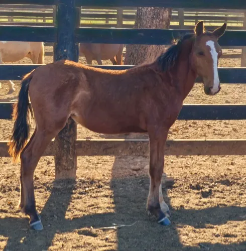 Cavalos no Distrito Federal e região, DF