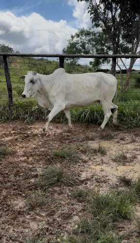 "vaca nelore" - Animais para agropecuária no Brasil