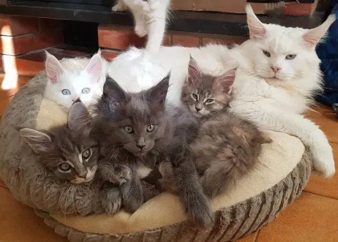 "maine coon" - Gatos no Brasil