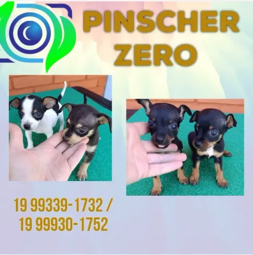 "pinscher 0" - Cachorros no Brasil
