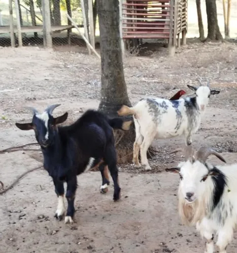"bodes e cabras" no Brasil