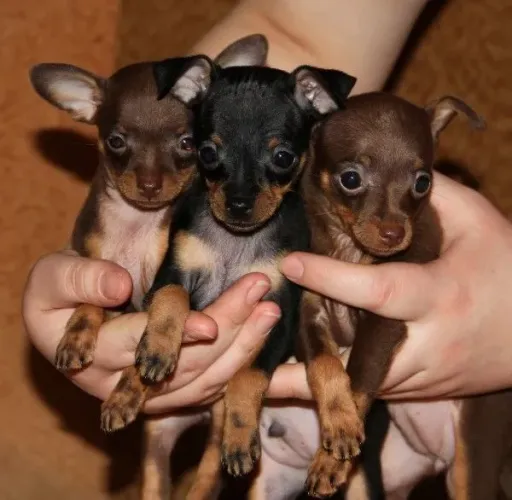 "pinscher 0" - Cachorros no Brasil