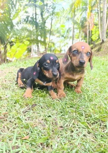 "cachorro cofap" - Cachorros no Brasil