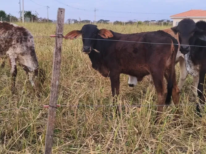 "bezerros ou bezerras" - Animais para agropecuária no Brasil