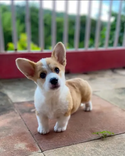 "corgi" - Cachorros no Brasil