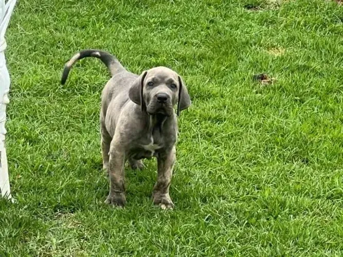 "filhote fila" - Cachorros no Brasil
