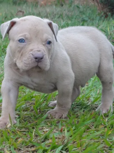 "cachorros pit monster" - Cachorros no Brasil