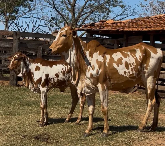 "vaca nelore" - Animais para agropecuária no Brasil